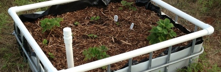 Wicking beds from IBC scrap - Red Dirt Oasis